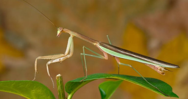 Praying Mantis Lifespan: How Long Do Mantes Live? (7 Examples)