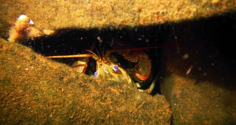 Crayfish vs. Lobster: Differences In Taste, Appearance, & Habitat
