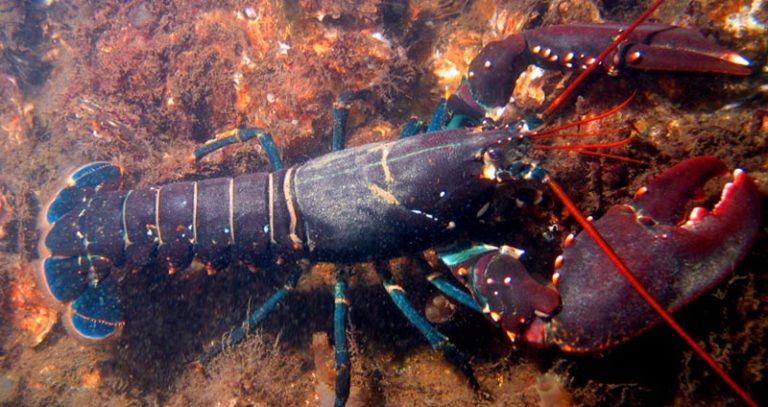 Crayfish vs. Lobster: Differences In Taste, Appearance, & Habitat