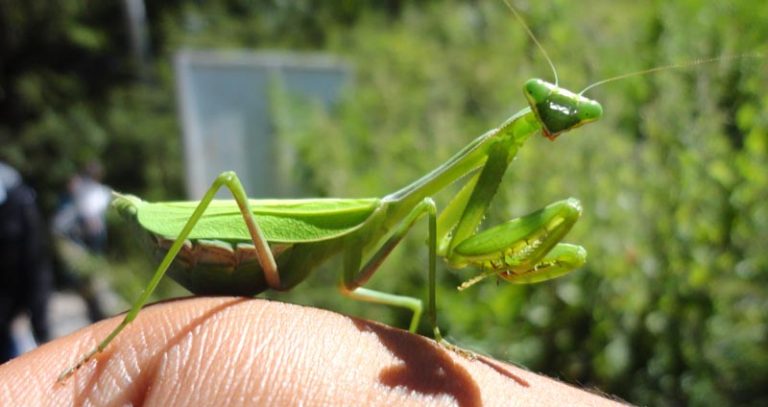 Praying Mantis Lifespan: How Long Do Mantes Live? (7 Examples)