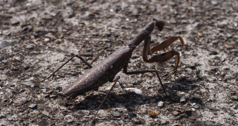 Praying Mantis Lifespan: How Long Do Mantes Live? (7 Examples)