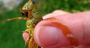 Do Grasshoppers Bite? (Are They Dangerous To Humans?)
