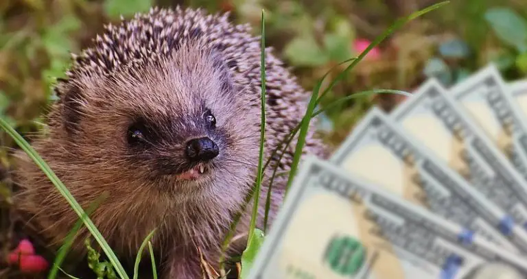 How Much Does A Hedgehog Cost? (2022 Cost Breakdown) | Beyond The Treat