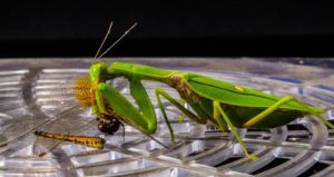 Do Praying Mantis Bite? (Are They Dangerous To Humans?)