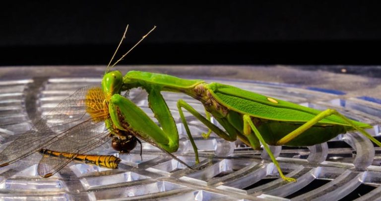 Do Praying Mantis Bite? (Are They Dangerous To Humans?)
