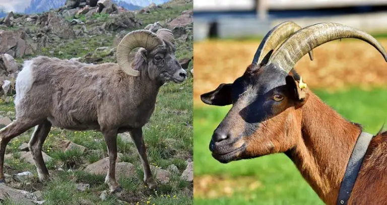 Goat vs. Ram: Differences in Appearance, Habitat, & Behavior