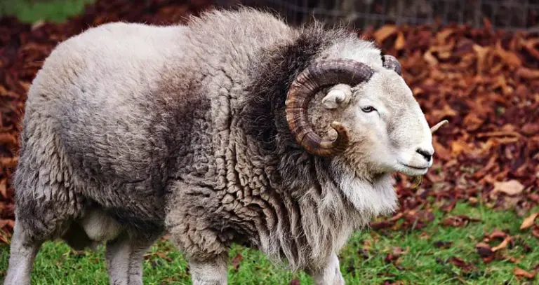 Goat vs. Ram: Differences in Appearance, Habitat, & Behavior