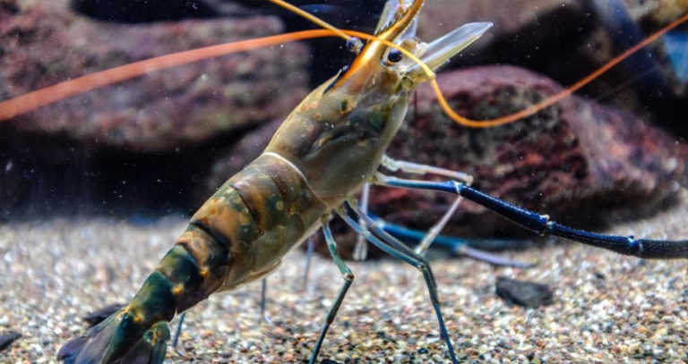 Shrimp vs. Krill: Differences in Appearance, Habitat, & Behavior