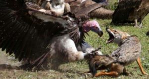 What Eats Wolves? Ultimate List of Wolf Predators (6 Examples)