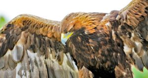 What Eats Deer? Ultimate List of Deer Predators (10 Examples)