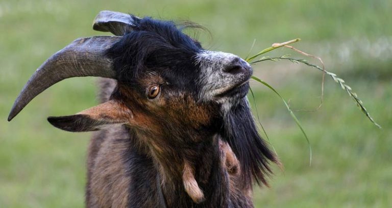 Goat vs. Ram: Differences in Appearance, Habitat, & Behavior