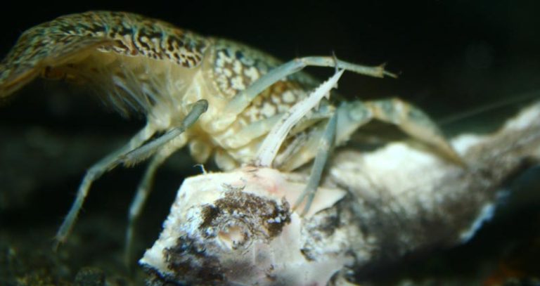 Crayfish vs. Lobster: Differences In Taste, Appearance, & Habitat