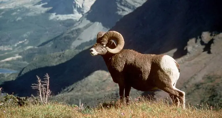 Goat vs. Ram: Differences in Appearance, Habitat, & Behavior