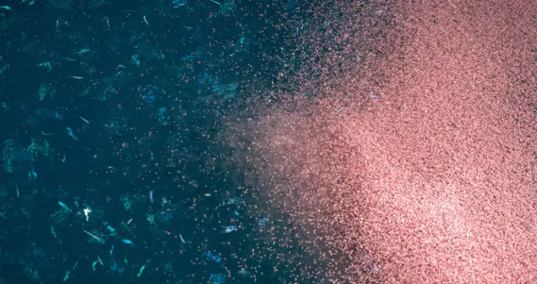 Shrimp vs. Krill: Differences in Appearance, Habitat, & Behavior