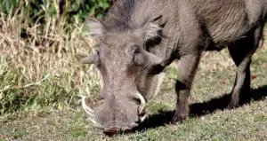 What Eats Deer? Ultimate List of Deer Predators (10 Examples)