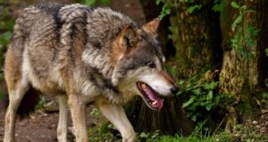 What Eats Foxes? Ultimate List of Fox Predators (9 Examples)