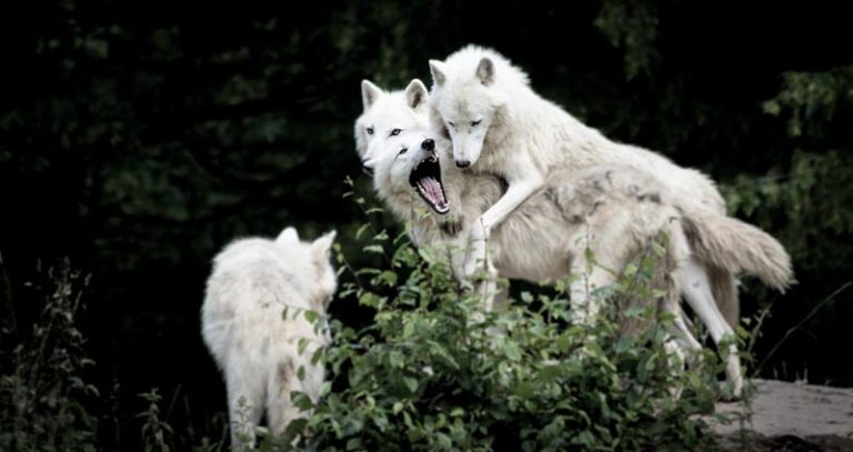 What Eats Wolves? Ultimate List of Wolf Predators (6 Examples)